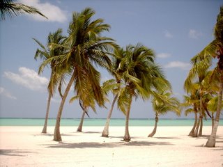 The Mayan coast at the Riviera Maya - Riviera Maya Playa del Carmen ...